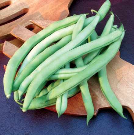 Beans | Mount Bethel Farms